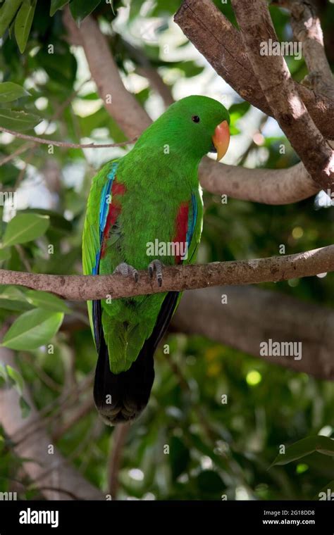 The Male Eclectus Parrot Is A Bright Green With An Orange Beak And Some