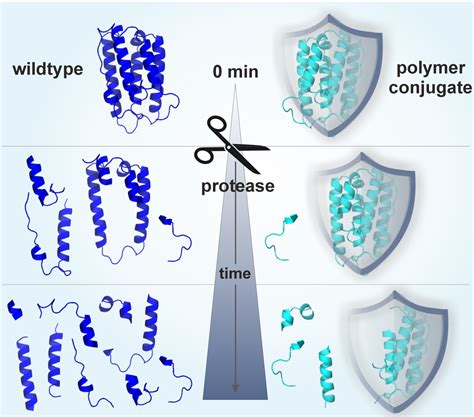 Deciphering Polymer Interactions In Bioconjugates Chair For Drug