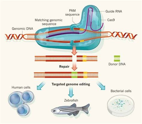 Crispr Cas9 Simple Diagram