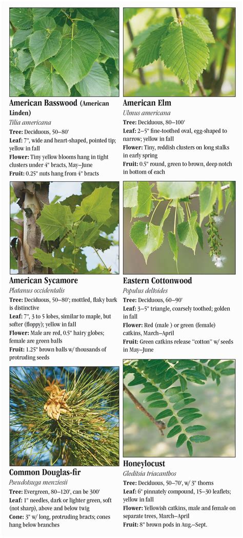 Trees Of New York City Including Central Park And Long Island Quick Reference Publishing Retail