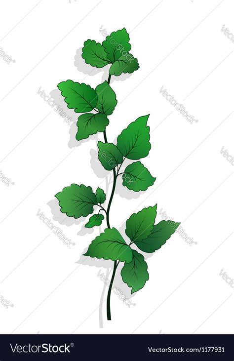 Green Twig Royalty Free Vector Image Vectorstock