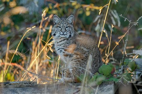 The Silent Hunter Exploring The Behavior And Habitat Of Bobcats