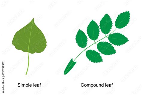 Types Of Compound Leaves