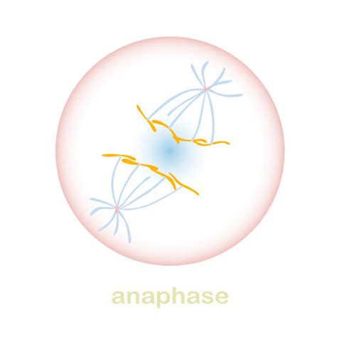 160 Anaphase Stock Illustrations Royalty Free Vector Graphics And Clip