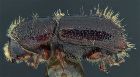 Ips Borealis Lanieri Canadian Journal Of Arthropod Identification