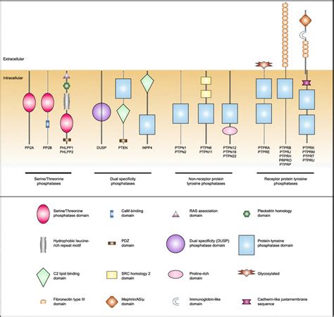Schematic Representation Of Selected Serinethreonine Phosphatases