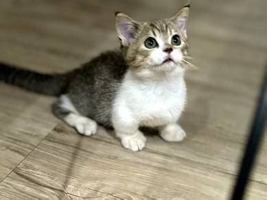 Munchkin Cat For Adoption In Malaysia Ù„Ù„Ø¨ÙŠØ¹ Ù‚Ø·Ø· ÙƒØªÙ† Ø¹Ù…Ø±