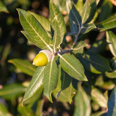 Plantas De Encina Quercus Ilex Ilex The Original Garden