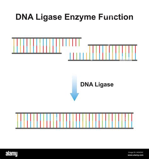 Dna Ligase