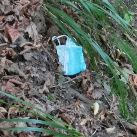 Litter On Forest Floor Object Detection Kaggle