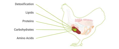 Bird Liver Function Liver Disorders Birds Online