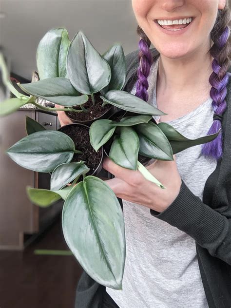 9 Gorgeous Scindapsus Varieties To Collect With Id Pics