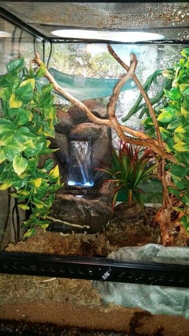 Mountain Horned Lizard Cage