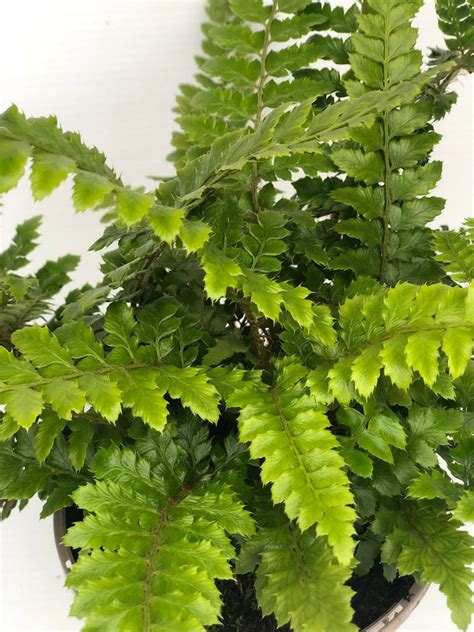 Polystichum Polyblepharum Golden Valley Plants
