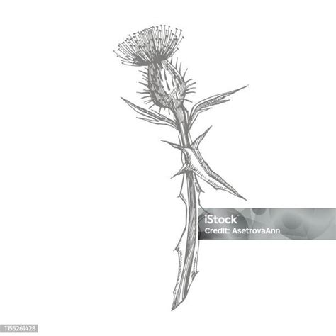 엉 겅 퀴 또는 데이지 꽃 식물 그림입니다 화장품 의학 치료 아로마 테라피 간호 패키지 디자인 필드 부케에 좋습니다 손으로 그린 야생 건초 꽃입니다 0명에 대한 스톡 벡터