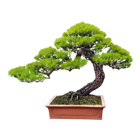 盆景图片素材 盆景设计素材 盆景摄影作品 盆景源文件下载 盆景图片素材下载 盆景背景素材 盆景模板下载 搜索中心