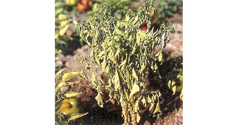 3 възможни големи заплахи по пипера Български Фермер