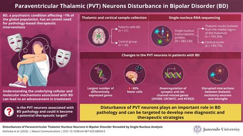 Paraventricular Thalamic Nucleus A Cause And Treatment Target For