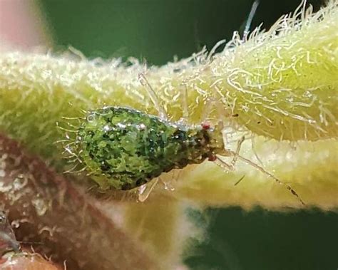 Periphyllus Venetianus Marbled Green Maple Aphid Identification Images Ecology Control