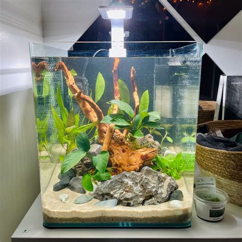 250 Betta Tanks Ideas In 2025 Betta Tank Betta Fish Tank Terrarium