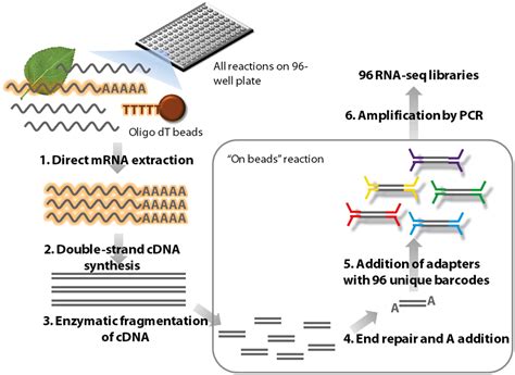 Frontiers A High Throughput Method For Illumina Rna Seq Library Preparation