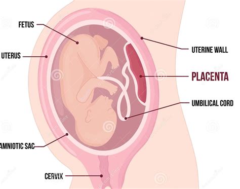 Placental Positions And Their Impacts On Healthy Pregnancy The Mom Experts