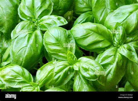 Basil Fresh Greens At Jorge Courter Blog