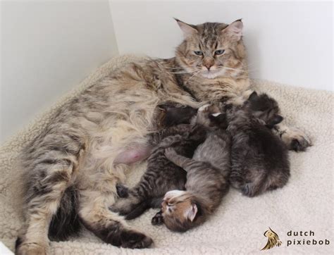 Ansonroad Pixie Bobs Updated Their Ansonroad Pixie Bobs