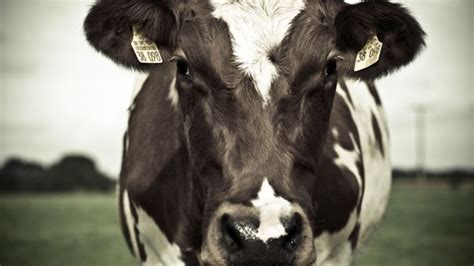Genetically Modified Cows Show Increased Tuberculosis Resistance