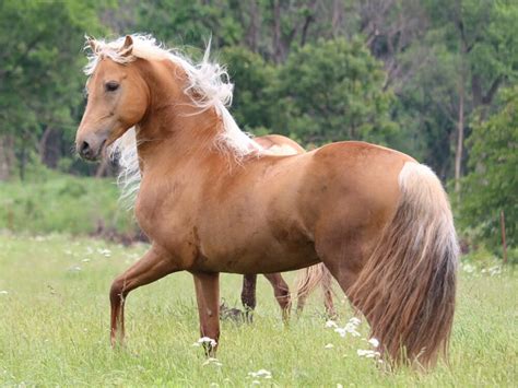 Morgan Horse Breed Information Care Costs Ukpets