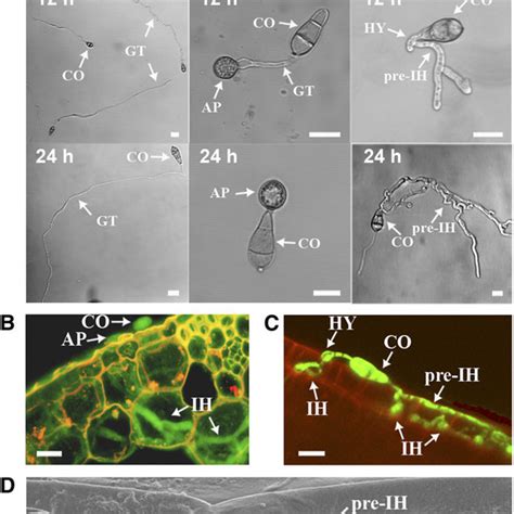Integrative Model Of M Oryzae Differentiation On Leaves And Roots