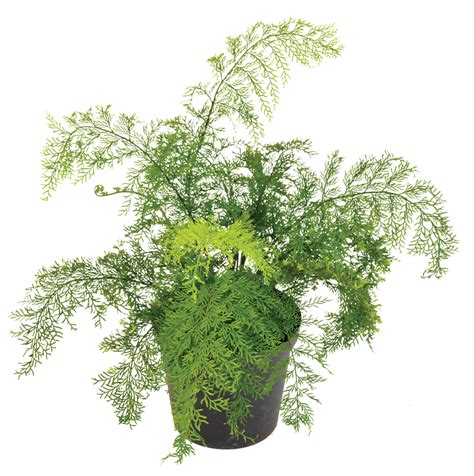 Asplenium Bulbiferum Lifestyle Home Garden Online Store