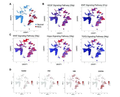 Single Cell Rna Sequencing Scrna Seq Reveals Activated Fibrotic