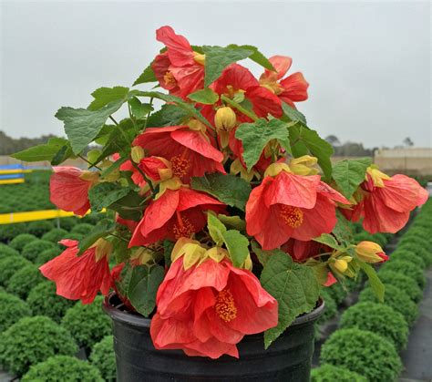 Abutilon Patio Lantern Passion 003 Planthaven International