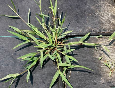 Broadleaf Signalgrass Weedalert