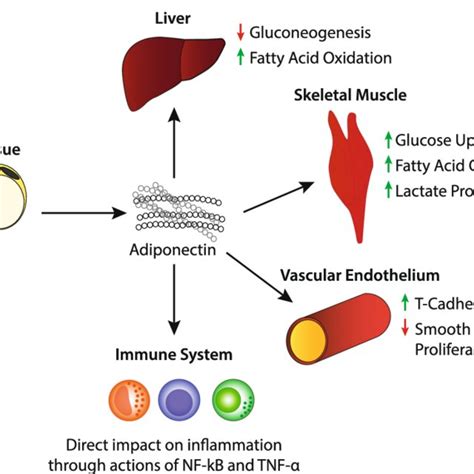 Effects Of Adiponectin 10 Download Scientific Diagram
