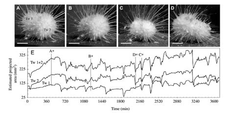 Contraction Pattern And Main Contraction States Of Two Fused