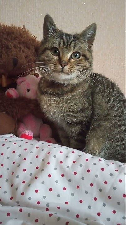 Сладкая киска Youtube