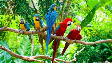 100 Parrots Wallpapers