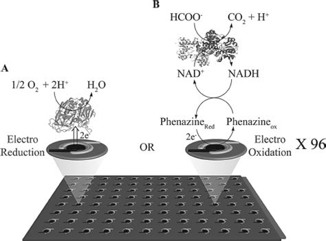 Direct Electron Transfer Of Laccase A And Mediated Electron Transfer Download Scientific