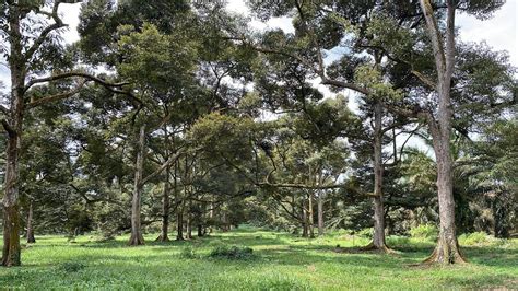 Durian Business Matang Berhad