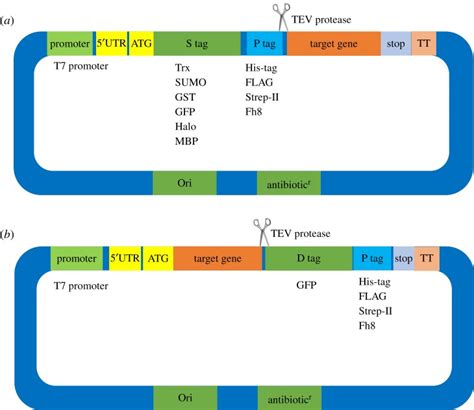 High Throughput Recombinant Protein Expression In Escherichia Coli Current Status And Future