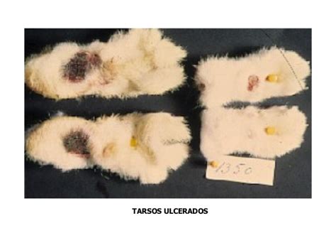 Pododermatitis En Conejos Ecured