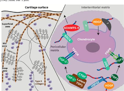 Figure 2 From The Extracellular Matrix Of Articular Cartilage Controls