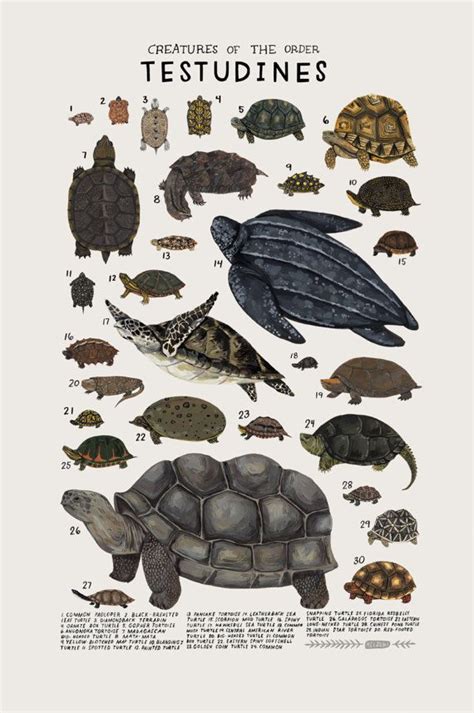 Testudines Turtles Tortoises Terrapins Etsy Animal Drawings