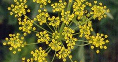 Vermont Warning About ‘poison Parsnip Vermont Warning About ‘poison Parsnip