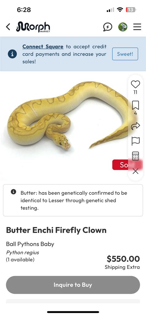 Help Identifying The Babies Ball Python Ball Pythons MorphMarket Reptile Community