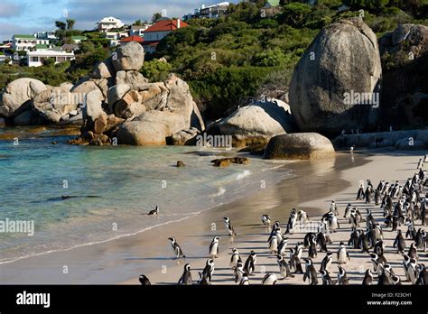 African Penguin Jackass Penguin Colony Boulders Beach National Park