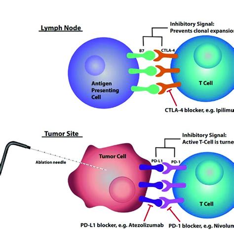 Lymph Node Interaction Between B7 Found On Antigen Presenting Cell And
