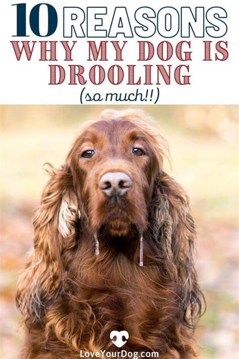 10 Reasons Your Dog Is Drooling When Is It Time To Worry Artofit
